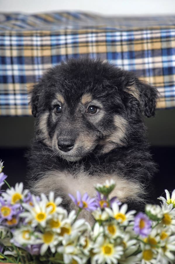 Puppy and flowers stock image. Image of copy, chair, furry - 33427583
