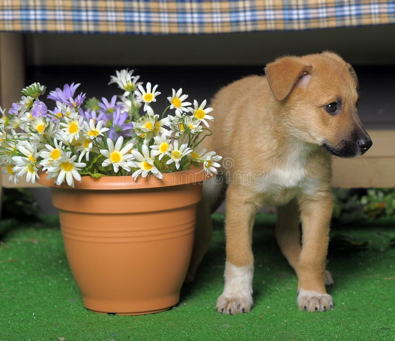 Puppy and flowers stock photo. Image of cute, breed, full - 33427626