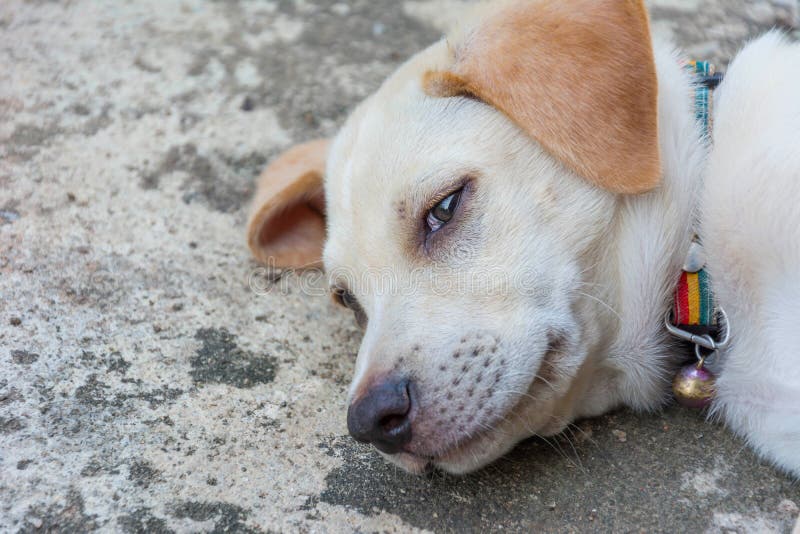 Dog Squinting Stock Photos - Download 147 Royalty Free Photos