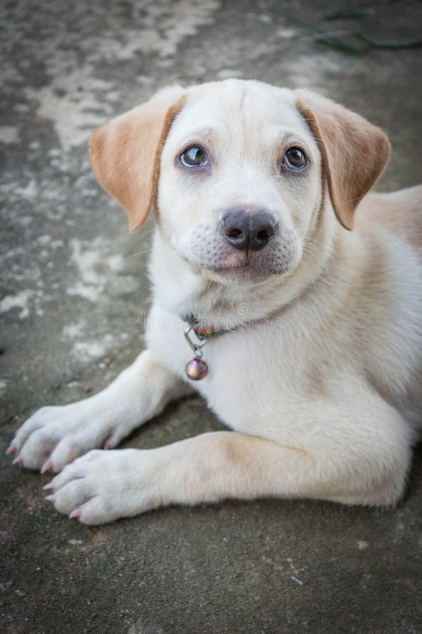 Dog Squinting Stock Photos - Download 147 Royalty Free Photos