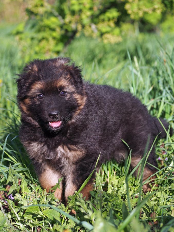 Puppy of a German Shepherd in a Spring Grass Stock Image - Image of ...