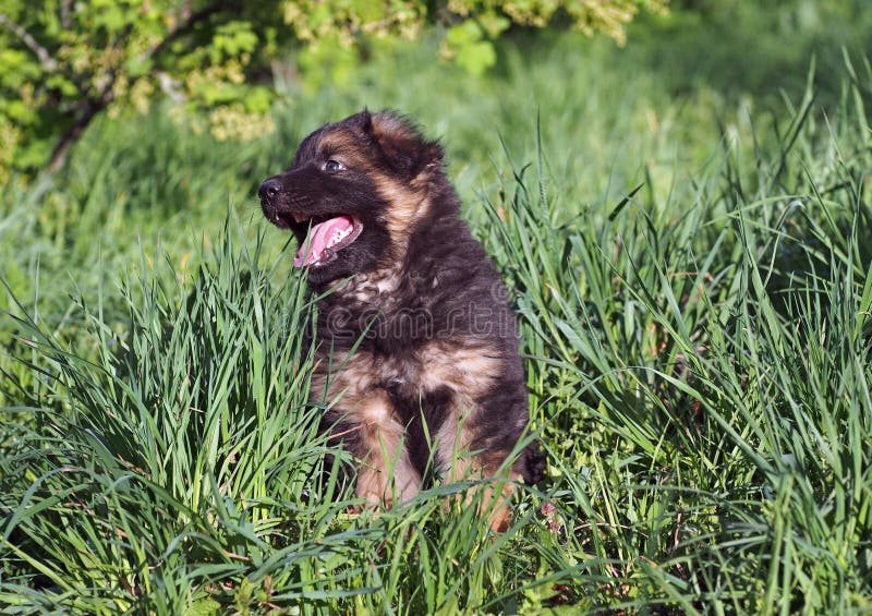Puppy of a German Shepherd in a Spring Grass Stock Image - Image of ...