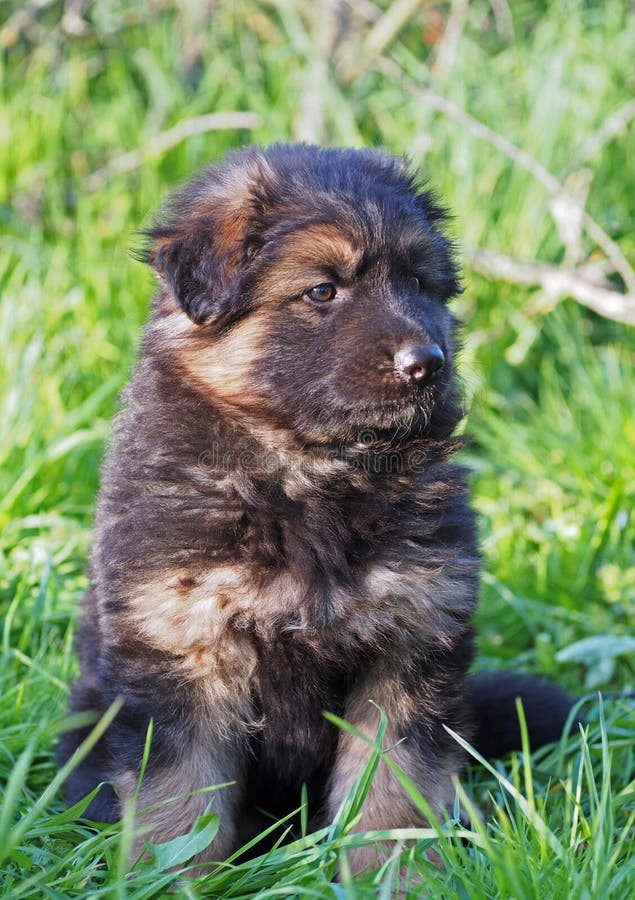Puppy of a German Shepherd in a Spring Grass Stock Image - Image of ...