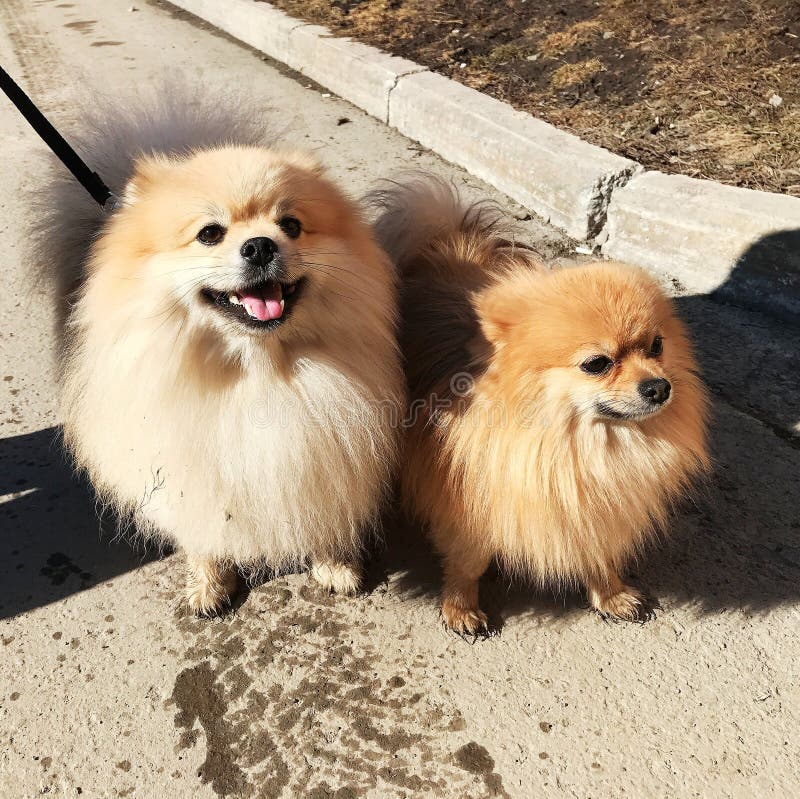 Puppy of German Spitz Standing Outdoor Stock Photo - Image of black ...