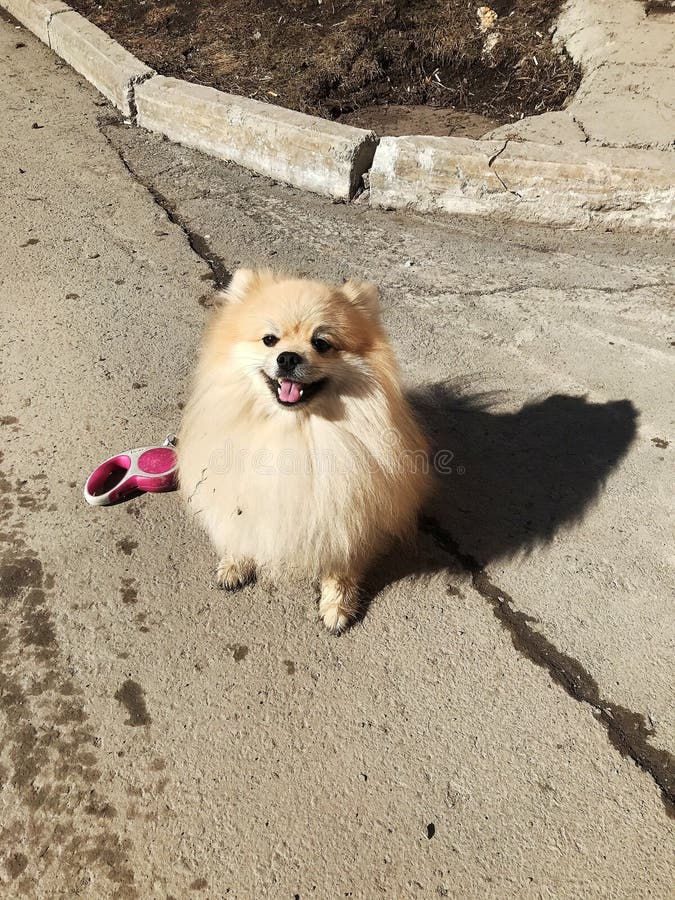Puppy of German Spitz Standing Outdoor Stock Image - Image of orange ...