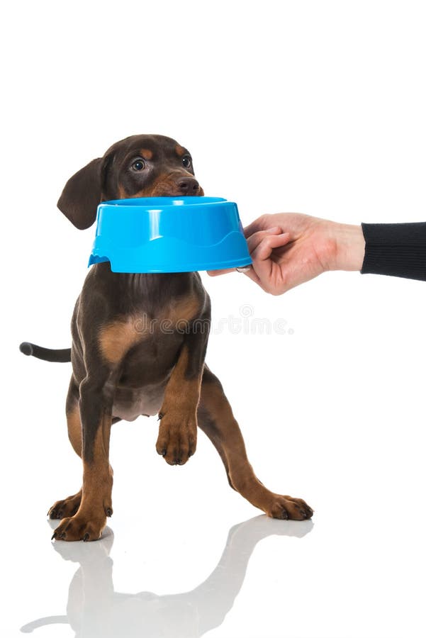 Puppy gets feed stock photo. Image of german, baby, give - 50310316