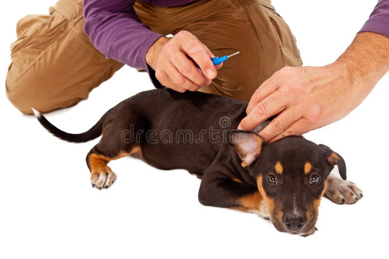 Puppy Getting Microchipped stock image. Image of baby - 32442867