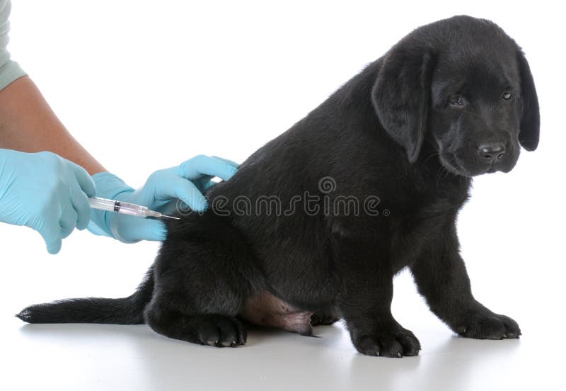 Puppy getting vaccinated stock image. Image of medical - 11919333