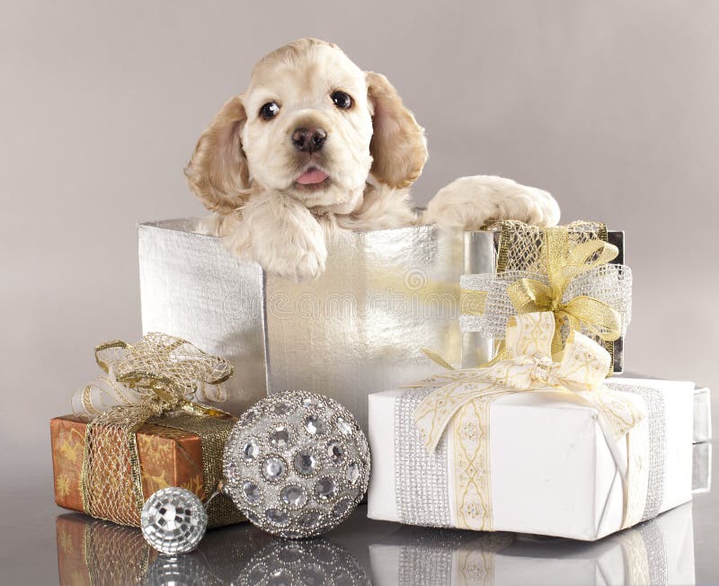 Playful Puppy Christmas Presents and Ornaments Stock Image - Image of ...