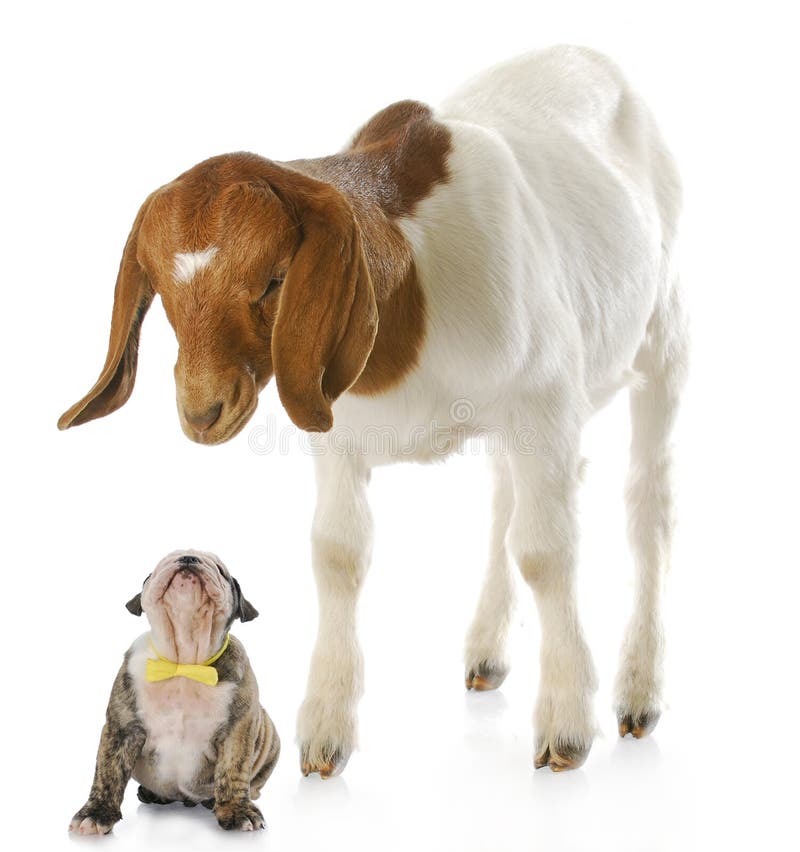 Goat doeling stock image. Image of breed, twins, milk - 15252829