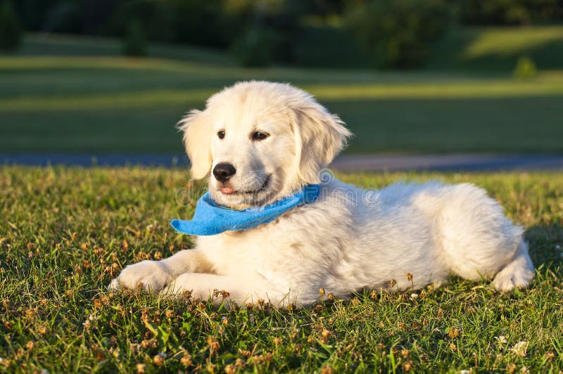 Puppy Golden Retriever stock photo. Image of golden, puppy - 25971878