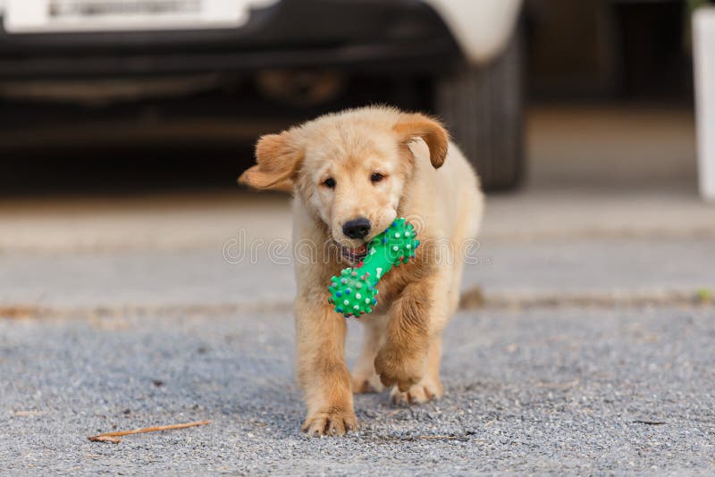Puppy Golden Retriever Playing Stock Image - Image of lovely, family ...