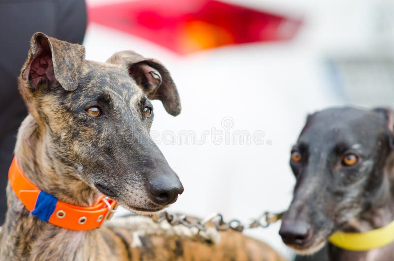 Puppy greyhound stock image. Image of badajoz, sitting - 95930123