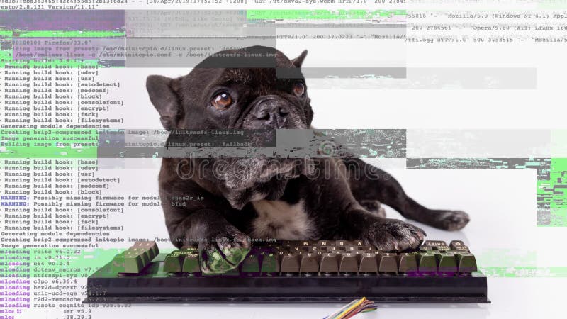 Puppy Hacker with Computer Keyboard Stock Footage - Video of keyboard ...