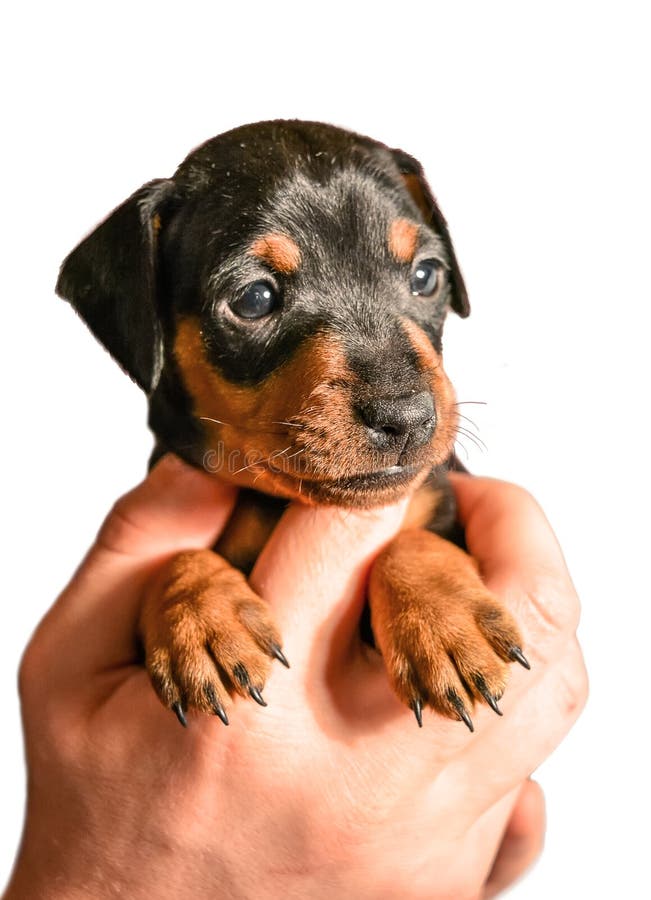 Cute puppy in the hand stock image. Image of head, pincher - 101936219