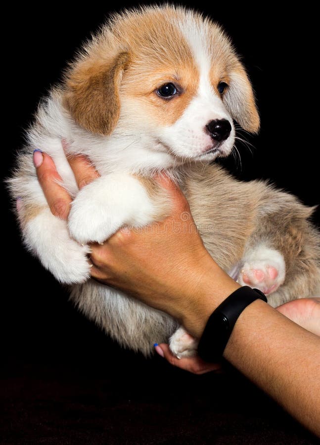 Puppy on hands welsh corgi stock photo. Image of friend - 181395456