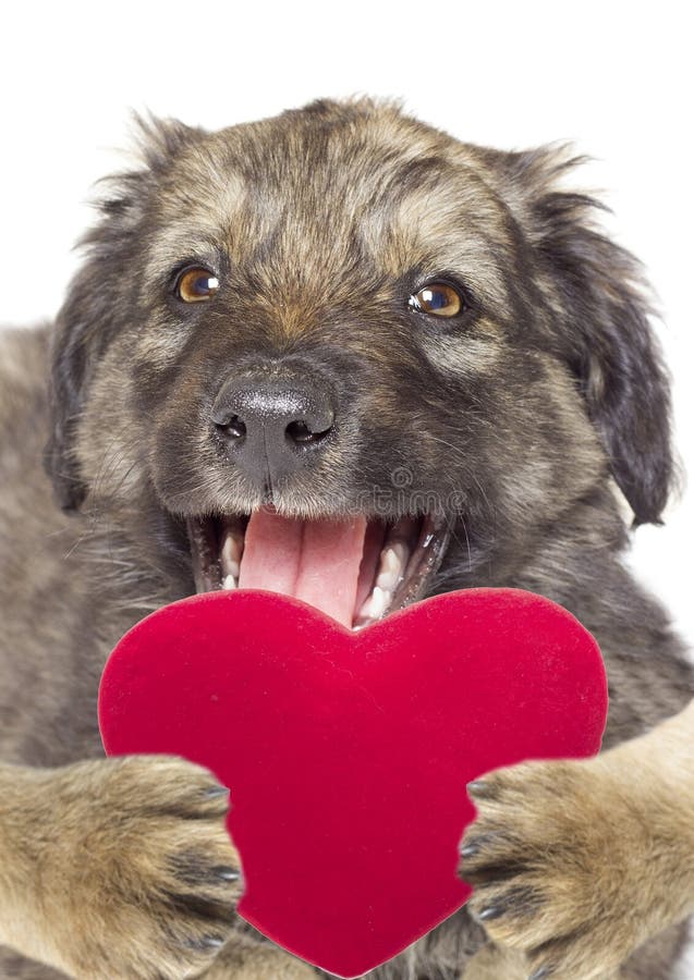 Puppy and heart stock image. Image of pets, front, shot - 50522075