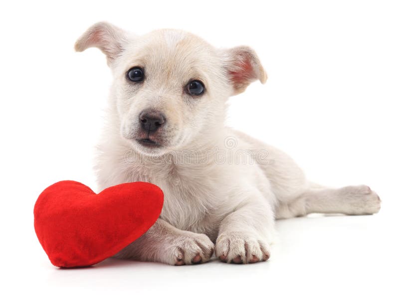 Puppy with toy heart stock image. Image of puppy, horizontal - 139792851