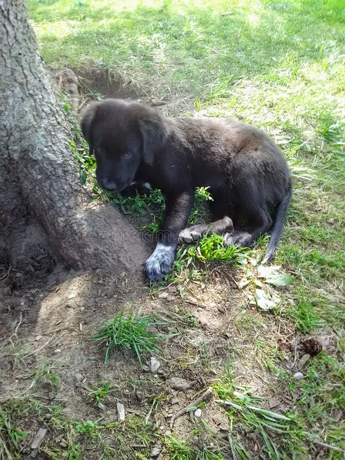 Puppy hugging a tree stock photo. Image of puppie, hugging - 139600790