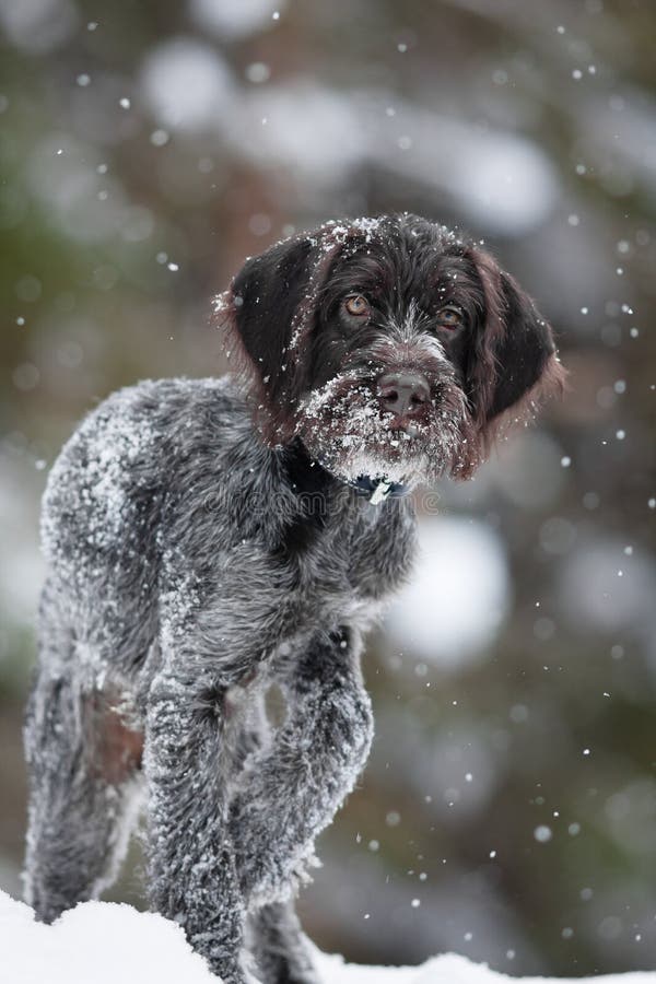 Puppy of Hunting Dog on the Walking in Winter Stock Image - Image of ...