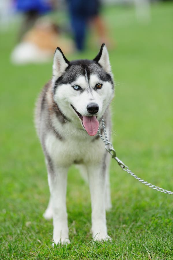 Puppy of Husky Dog on a Green Grass Stock Photo - Image of white ...