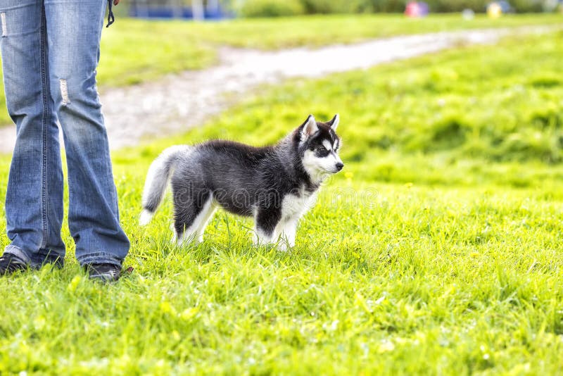 Puppy Husky at the Feet of the Master Stock Photo - Image of hasky ...