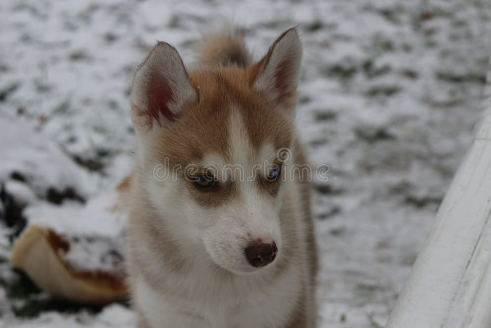 Puppy of Husky Game in the Snow Stock Photo - Image of fluffy, cold ...