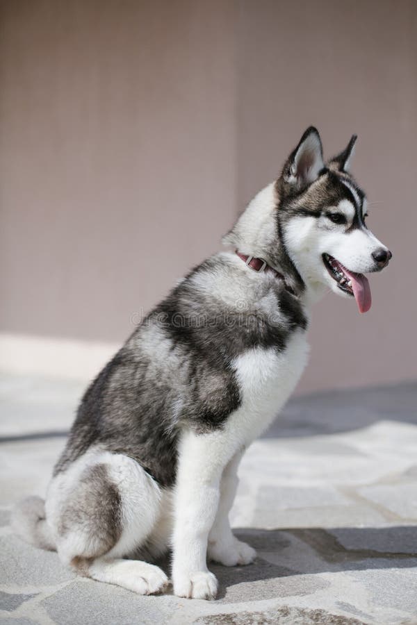 Puppy husky looking aside stock photo. Image of portrait - 114028140