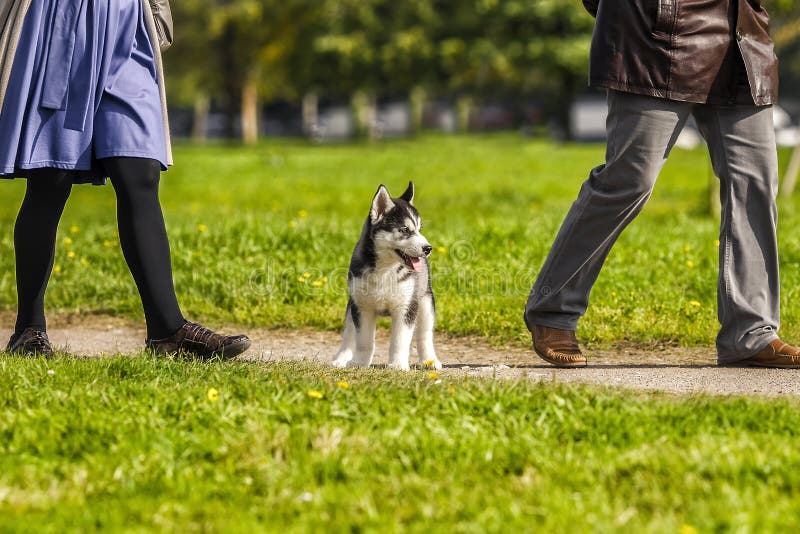 Puppy Husky is Not the Way at the Owner S Feet Stock Photo - Image of ...