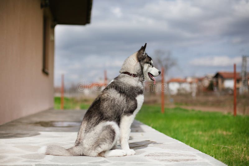 Puppy husky looking aside stock image. Image of husky - 114028169