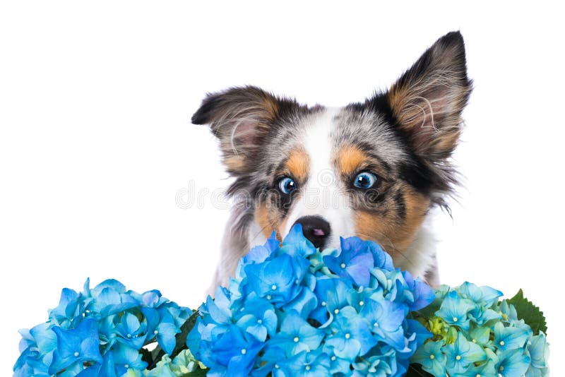 Puppy with Hydrangea Flower Stock Photo - Image of little, cute: 213661858
