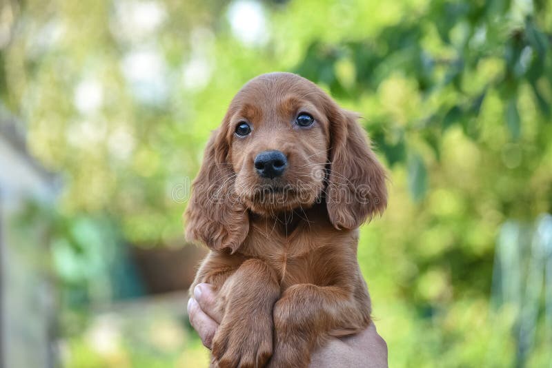 Puppy of Irish Red Setter. Looking on the Camera Stock Photo - Image of ...