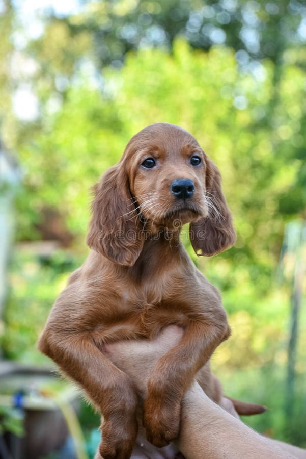 Puppy of Irish Red Setter. Looking on the Camera Stock Image - Image of ...