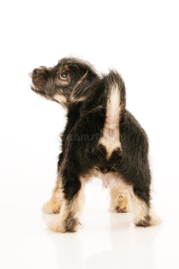 Puppy Isolated stock photo. Image of companion, creatures - 28877414