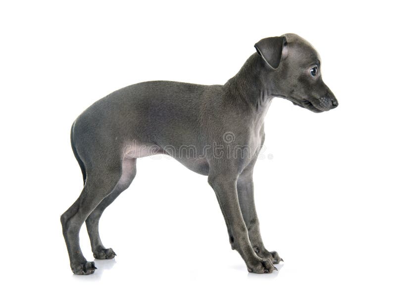 Puppy Italiaanse windhond stock foto. Image of achtergrond - 58995938