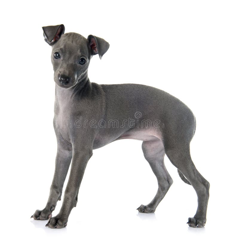 Puppy Italiaanse windhond stock afbeelding. Image of fokkerij - 58995943