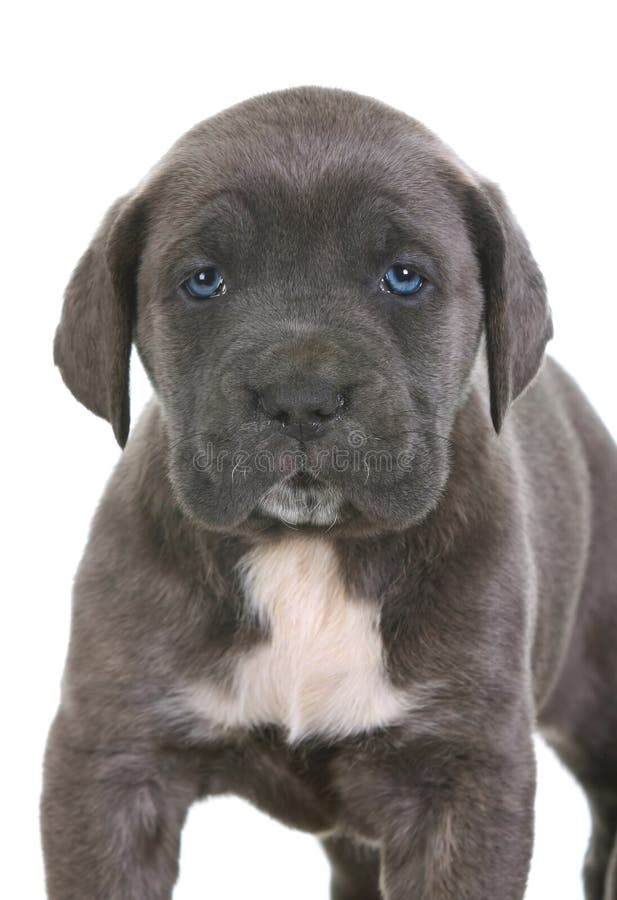 Puppy Italian Mastiff Cane Corso Stock Image - Image of bulldog, cute ...