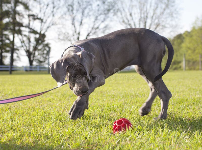 Puppy and its ball stock image. Image of grey, pink, body - 55510563