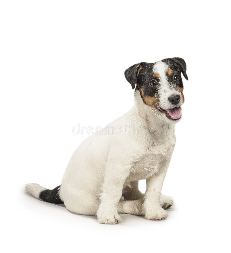 Jack russell terrier stock photo. Image of pose, jack, isolated - 773892