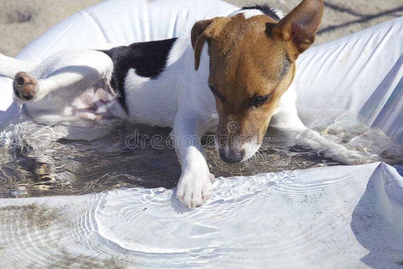 Puppy Jack Russel Playing with Water Stock Photo - Image of jack, flag ...