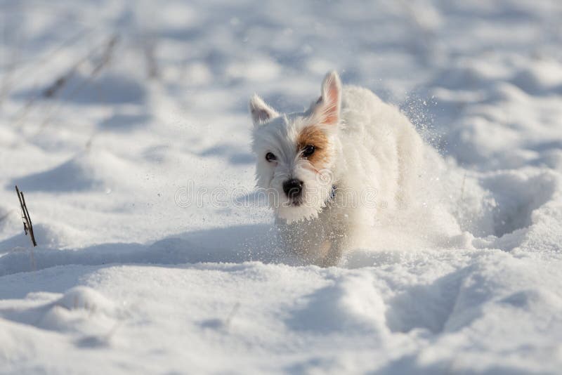 Puppy Jack Russell Runs Fast in the Snow, Training Stock Image - Image ...