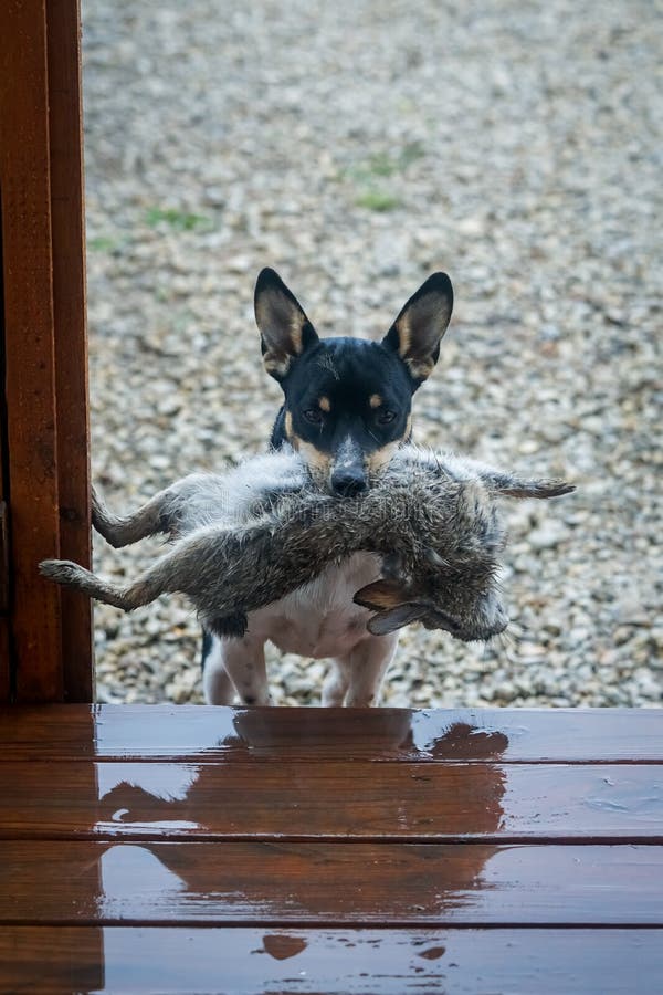 Rabbit Killed By An Bird Of Prey Stock Image - Image of rotten, grass ...