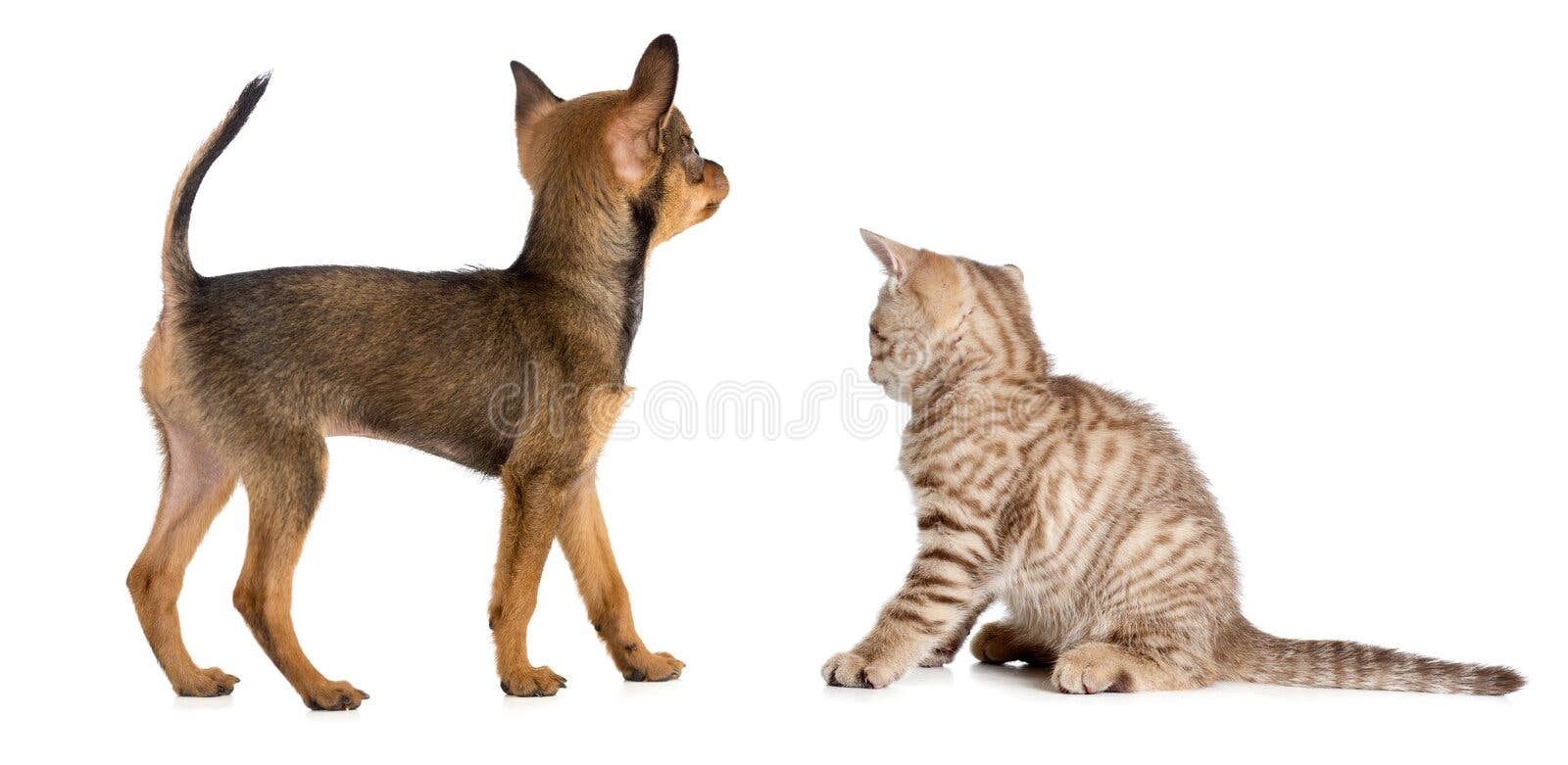 Cat and dogs looking up stock photo. Image of text, away - 27464848