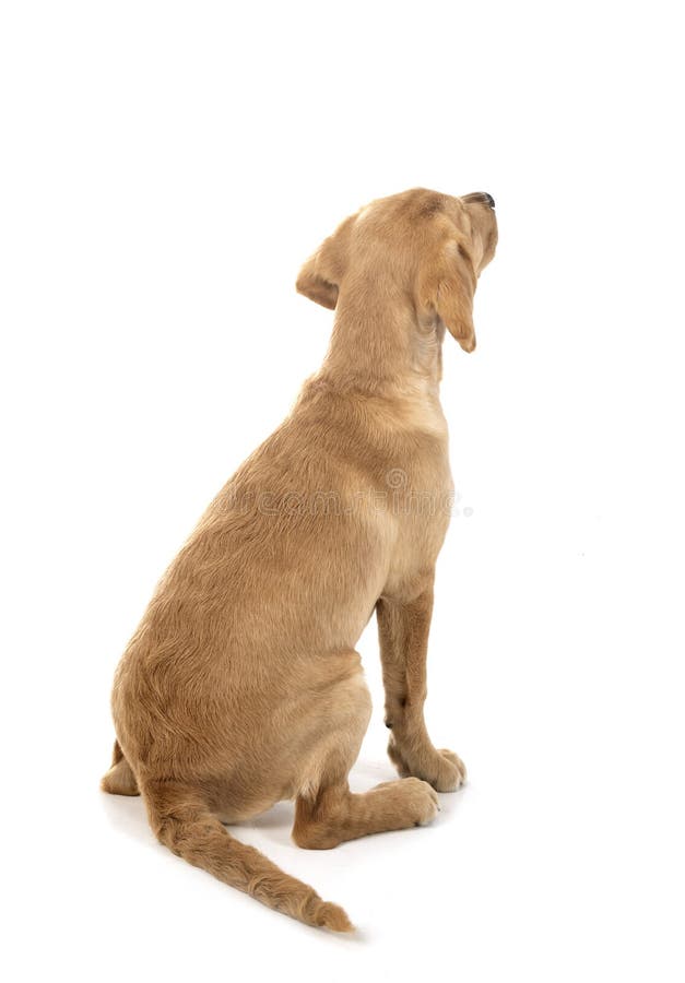 Puppy labrado retriever stock photo. Image of front - 276434886
