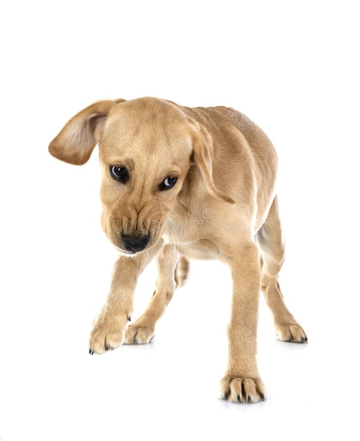 168 Angry Labrador Puppy Stock Photos - Free & Royalty-Free Stock ...
