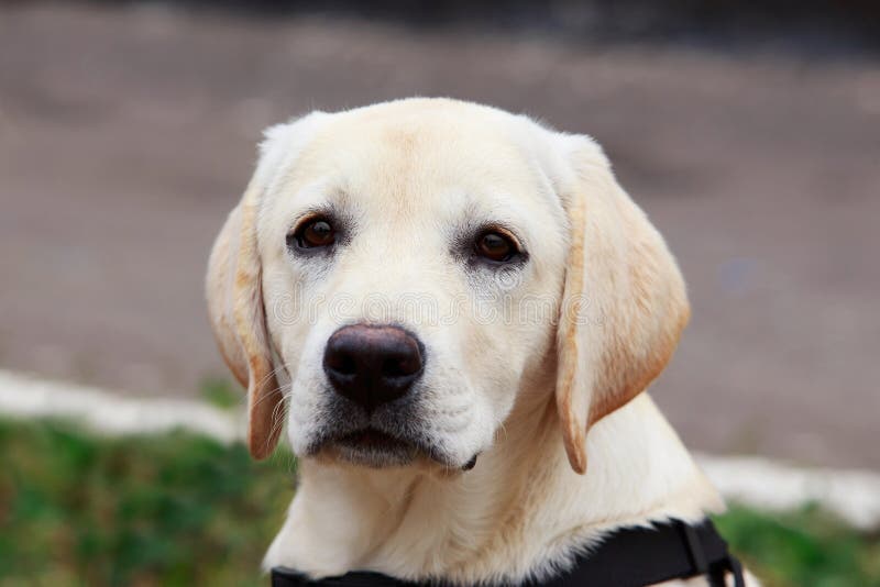 The puppy of labrador stock photo. Image of wool, summer - 90698002