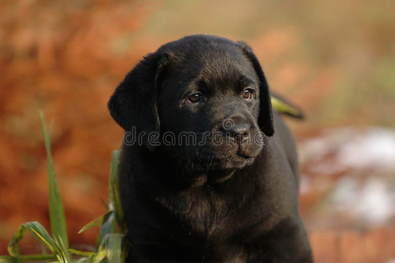 Puppy labrador retriever stock photo. Image of mammals - 1281542