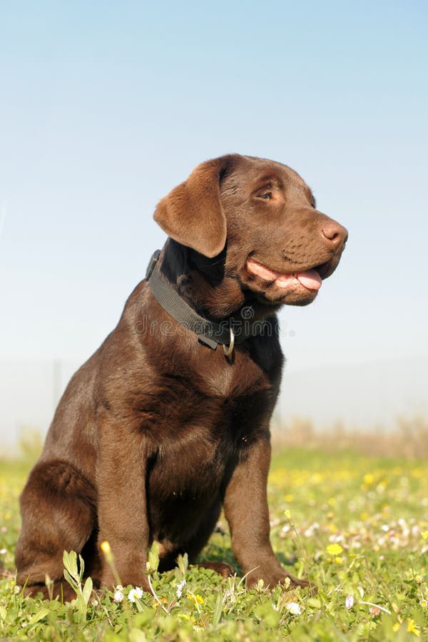 Puppy labrador retriever stock image. Image of young - 18949617