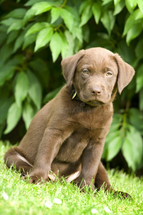 Puppy - labrador retriever stock photo. Image of green - 5523418