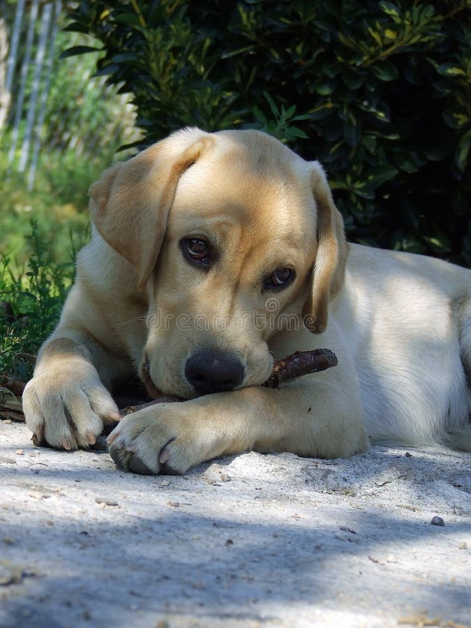 Puppy Labrador retriever stock image. Image of head, close - 6711429
